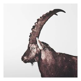 Bilderwelten Alu-Dibond Outdoor Bild Steinbock im Schnee