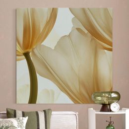 Akustikbild Zarte Tulpenbl&uuml;ten Creme