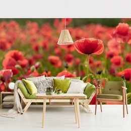 Bilderwelten Tapete - Fototapete Mohnfeld im Sonnenlicht - Blumentapete Wandtapete Schlafzimmer Wohnzimmer modern - auch selbstklebend