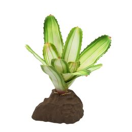 LUCKY REPTILE Bromelie Neoregelia wei&szlig; 20 cm