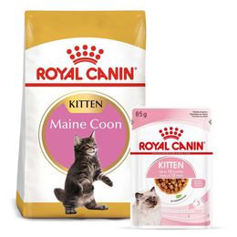 Royal Canin KITTEN Maine Coon 4kg + Kitten in So&szlig;e 12x85g