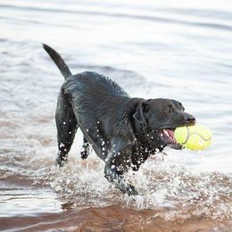 Kong Hundespielzeug AirDog Football M