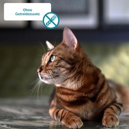 ZooRoyal Katze Rind + Huhn & Entenherzen Katzen-Nassfutter getreidefrei 6x400g