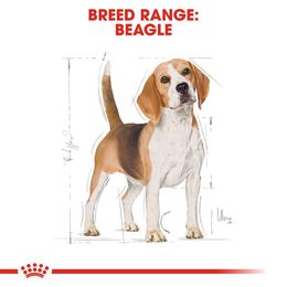 Royal Canin Beagle Adult Hundefutter trocken 12kg