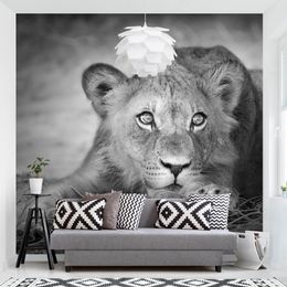Bilderwelten Tapete - Fototapete Lurking Lionbaby - Wandtapete Schlafzimmer Wohnzimmer modern - auch kleisterfrei