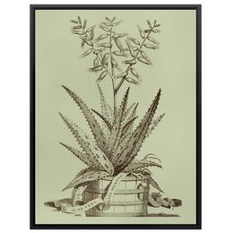 Bilderwelten Leinwandbild Vintage Aloe Vera Costa Spinosa
