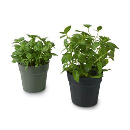 Tchibo - 2 Kr&auml;uter-&Uuml;bert&ouml;pfe - olivgr&uuml;n