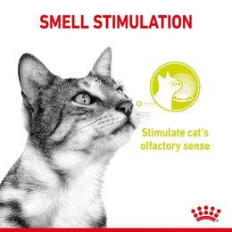 Royal Canin Sensory Smell Jelly Katzen-Nassfutter 48x85g
