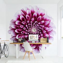 Bilderwelten Tapete - Fototapete Blumen - Aster - Nahaufnahme Makro - Wandtapete Blumentapete Schlafzimmer Wohnzimmer modern