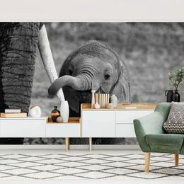 Bilderwelten Fototapete Tiere Motiv Wandtapete schwarz weiss - Elefantenbaby - Elefant Wohnzimmer Schlafzimmer