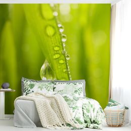 Bilderwelten Tapete - Fototapete Gras Tropfen Wellness - Morning Dew - Wandtapete Schlafzimmer Wohnzimmer modern - auch selbstklebend