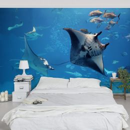 Bilderwelten Fototapete Tiere Motiv Wandtapete einzigartig - Manta Ray - Unterwasser Wohnzimmer Schlafzimmer