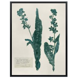Bilderwelten Leinwandbild - Hochformat Gepresste Blumen - Hundszunge