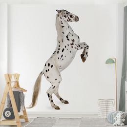 Bilderwelten Fototapete Tiere modern Wandtapete einzigartig - Appaloosa - Pferde Kinderzimmer Baby M&auml;dchen Jungen