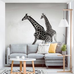 Bilderwelten Fototapete Tiere Motiv Wandtapete schwarz weiss - Giraffenjagd - Giraffen Wohnzimmer Schlafzimmer