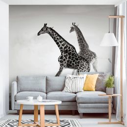 Bilderwelten Fototapete Tiere Motiv Wandtapete schwarz weiss - Giraffenjagd - Giraffen Wohnzimmer Schlafzimmer