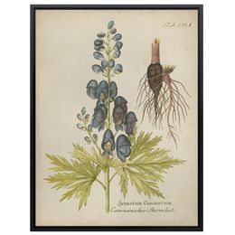Bilderwelten Leinwandbild Vintage Botanik in Blau Sturmhut