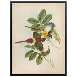 Bilderwelten Leinwandbild Vintage Illustration Tropische V&ouml;gel III