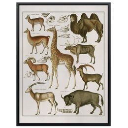 Bilderwelten Leinwandbild Vintage Lehrtafel Giraffe, Kamel und Lama