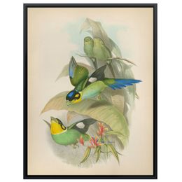 Bilderwelten Leinwandbild Vintage Illustration Tropische V&ouml;gel
