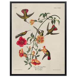 Bilderwelten Leinwandbild Vintage Lehrtafel Mango Kolibris