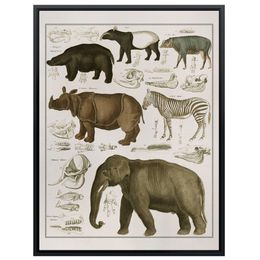 Bilderwelten Leinwandbild Vintage Lehrtafel Elefant, Zebra und Nashorn