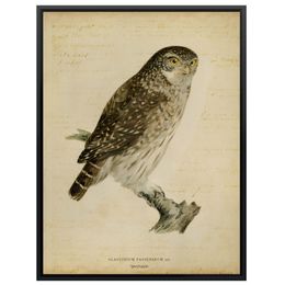 Bilderwelten Leinwandbild Vintage Zeichnung Sperlingskauz