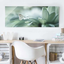 Bilderwelten Natur Glasbild Tiere - Panorama Glasbild - Schmetterling und Tautropfen in Pastellgr&uuml;n Pastellfarben hellgr&uuml;n Botanik - Panorama Wandbilder Badezimmer