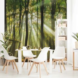 Bilderwelten Tapete - Fototapete Wald - Sonnentag im Wald - Wandtapete Schlafzimmer Wohnzimmer modern - auch kleisterfrei