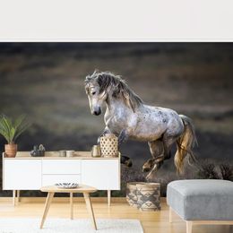 Bilderwelten Tapete Fotografie,Tiere - Fototapete Pf3rde - Im Galopp durch die Heide - Wandtapete Schlafzimmer Wohnzimmerauch selbstklebend