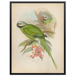 Bilderwelten Leinwandbild Vintage Illustration Tropische V&ouml;gel II