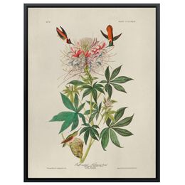 Bilderwelten Leinwandbild Vintage Lehrtafel Allenkolibris