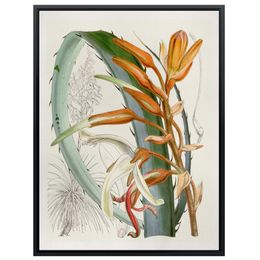 Bilderwelten Leinwandbild Vintage Illustration Tropische Bl&uuml;ten I