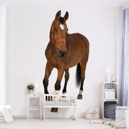 Bilderwelten Fototapete Tiere modern Wandtapete braun - Warmblut - Pferde Kinderzimmer Baby M&auml;dchen Jungen