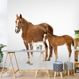 Bilderwelten Fototapete Tiere modern Wandtapete grau - Stute & Fohlen - Pferde Kinderzimmer Baby M&auml;dchen Jungen