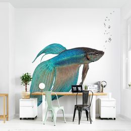 Bilderwelten Tapete - Fototapete Fische - Siamesischer Kampffisch II - Schlafzimmer Wohnzimmer modern - auch selbstklebend Unterwasser Fototapete