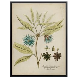 Bilderwelten Leinwandbild Vintage Botanik in Blau Sternanis