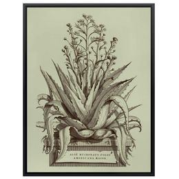 Bilderwelten Leinwandbild Vintage Aloe Vera Americana Major