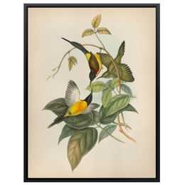 Bilderwelten Leinwandbild Vintage Illustration Tropische V&ouml;gel IV