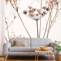 Bilderwelten Fototapete Trockenblume im Lichtspiel Botanik Blume Wohnzimmer Vliestapete inkl. Kleister oder selbstklebend