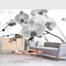 Bilderwelten Fototapete Vliestapete Landhaus Wandtapete schwarz weiss - Nahaufnahme Orchidee Schwarz-Wei&szlig; - Orchidee Wohnzimmer Schlafzimmer