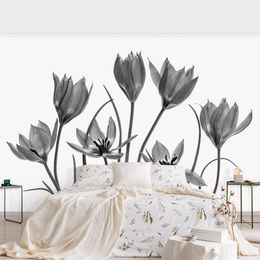 Bilderwelten Fototapete Sieben Tulpenbl&uuml;ten Schwarz-Wei&szlig; Botanik Blume Wohnzimmer,Schlafzimmer Vliestapete inkl. Kleister oder selbstklebend