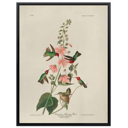 Bilderwelten Leinwandbild Vintage Lehrtafel Kolumbianische Kolibris