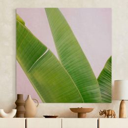 Bilderwelten Akustikbild Bananenpalmenbl&auml;tter vor rosa Wand