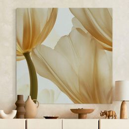 Bilderwelten Akustikbild Zarte Tulpenbl&uuml;ten Creme