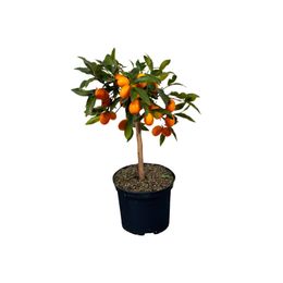 Tchibo - Kumquatbaum - orange