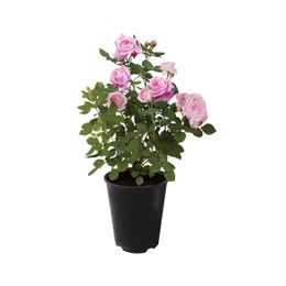 Tchibo - Rose &raquo;Gr&auml;fin Marie Henriette&laquo; - rosa
