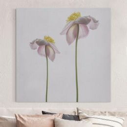 Bilderwelten Akustikbild Rosa Anemonenbl&uuml;ten