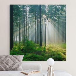 Bilderwelten Akustikbild Enlightened Forest