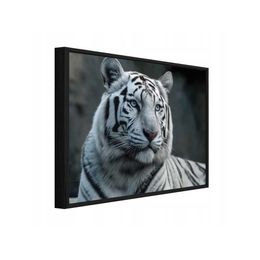 WALLARENA Bild mit Rahmen Tiger in Wei&szlig; | Gr.: 70 x 100 cm